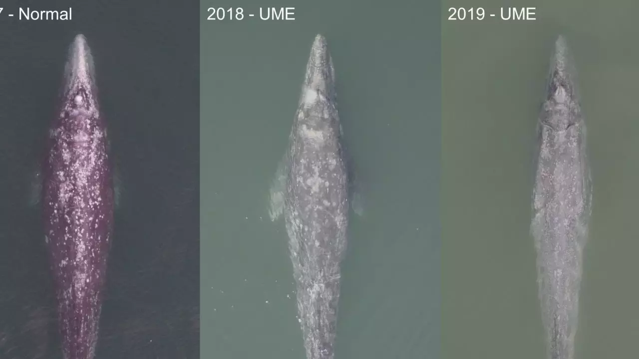 Baja California မှ Grey Whales များသည် အစုလိုက်အပြုံလိုက် သေဆုံးနေကြပြီး သိပ္ပံပညာရှင်များသည် အဘယ်ကြောင့်နည်း