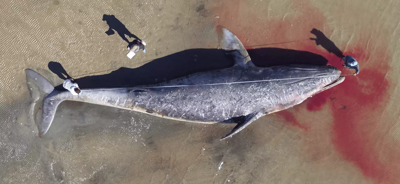 2019 ခုနှစ်တွင် Baja California ရေကန်အတွင်း သေဆုံးနေသည့် မီးခိုးရောင်ဝေလငါးတစ်ကောင်။