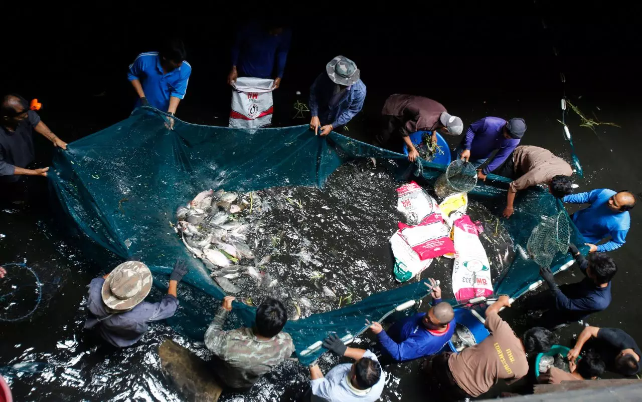 Tuhansia kaloja vapautetaan hylätystä kauppakeskuksen kalahelvetistä