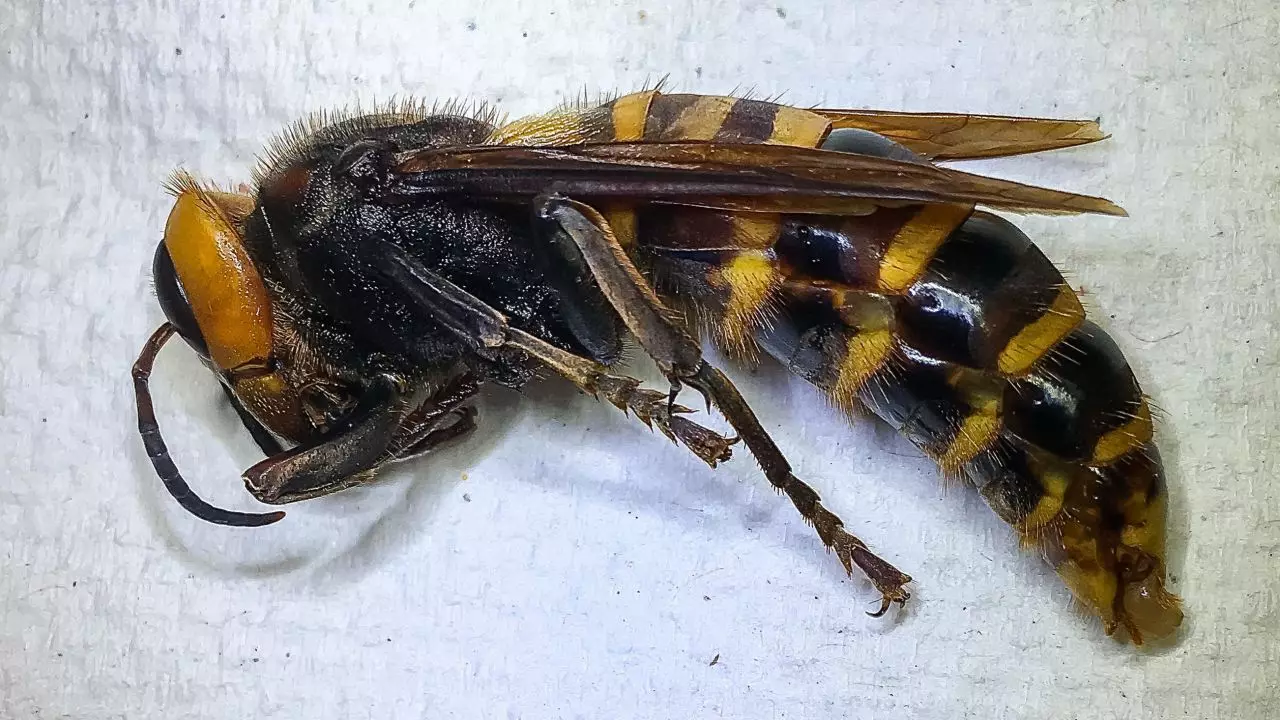 One Murder Hornet Down (Neçə gedəcəyini soruşma)