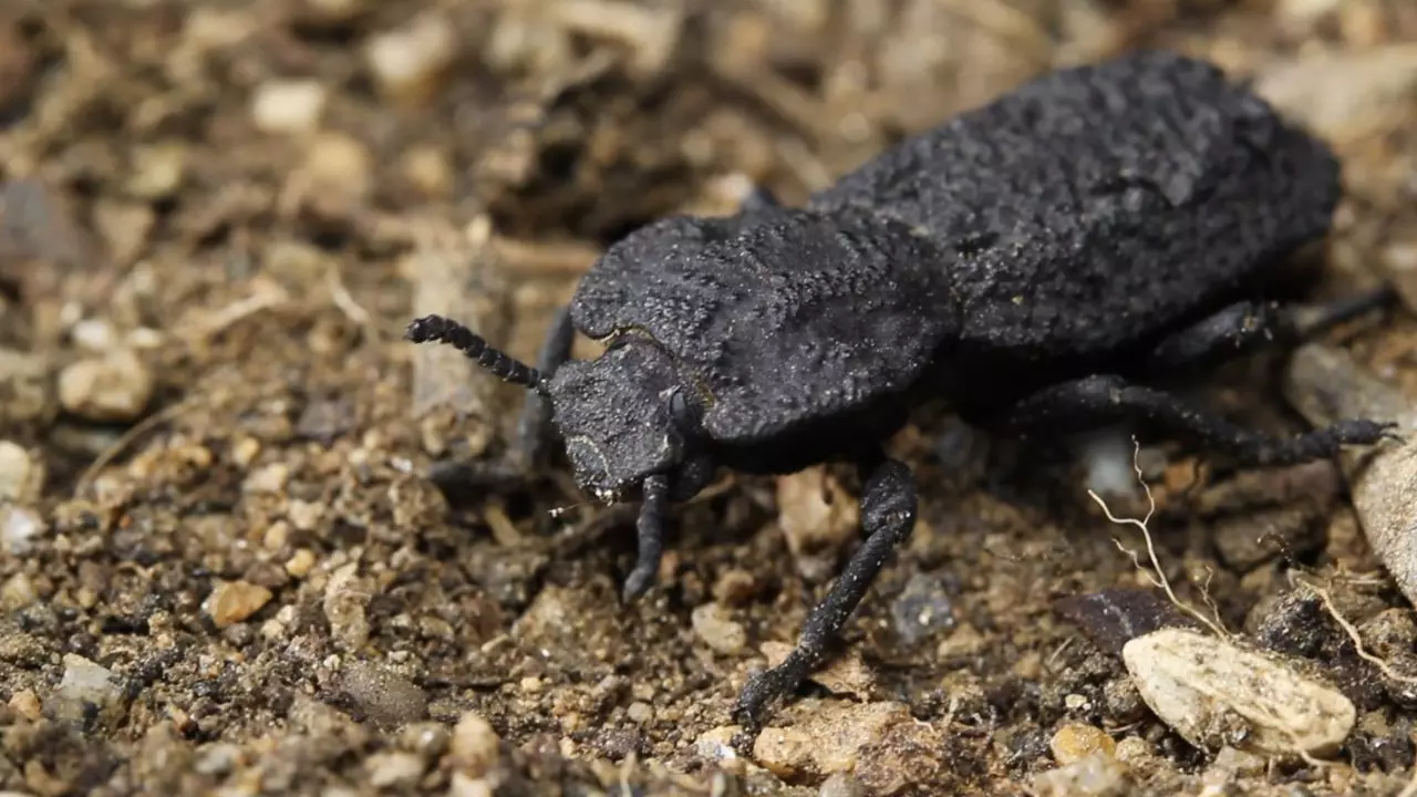 这种坚不可摧的甲虫如何在被汽车碾压后幸存下来