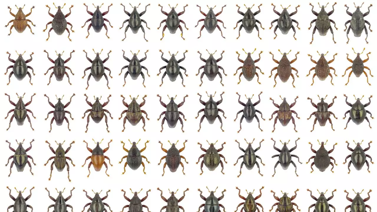 103 lloje të reja të brumbujve të emërtuara sipas personazheve dhe kafshëve mitologjike të 