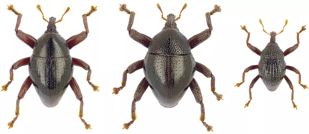 103 nových druhov chrobákov pomenovaných po postavách z Hviezdnych vojen a mytologických zvieratách