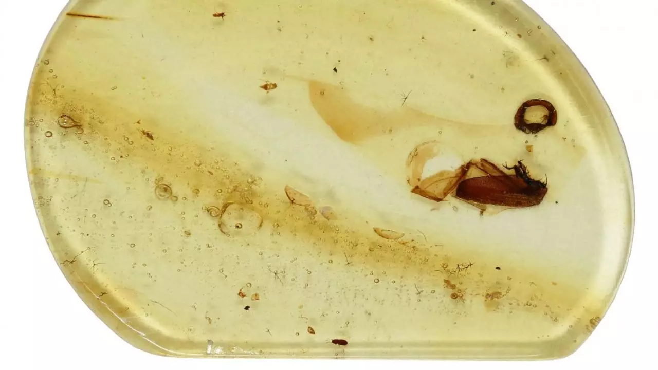 Запознајте го Џејсон, малата бубачка заглавена во килибар 99 милиони години