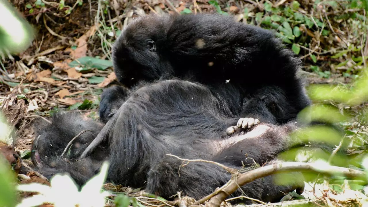 Tuairimí Briste Nua Molann Gorillas May Grieve For Their Dead