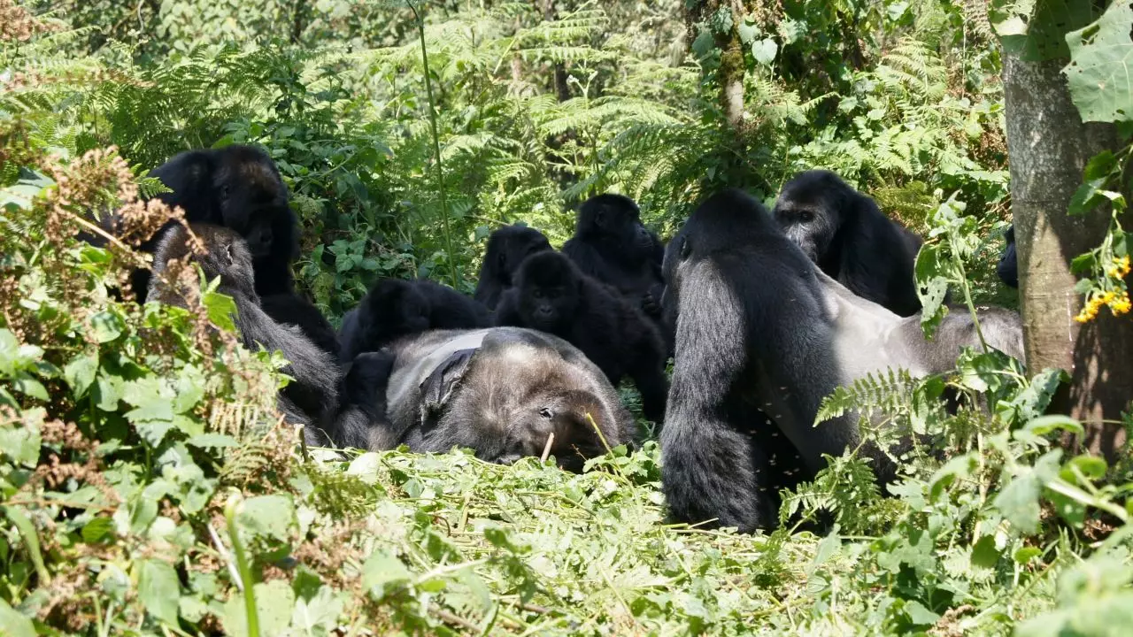 Mfundo Zatsopano Zomvetsa Mtima Zikusonyeza Kuti Ma Gorila Angakhale Chisoni Chifukwa Cha Akufa Awo