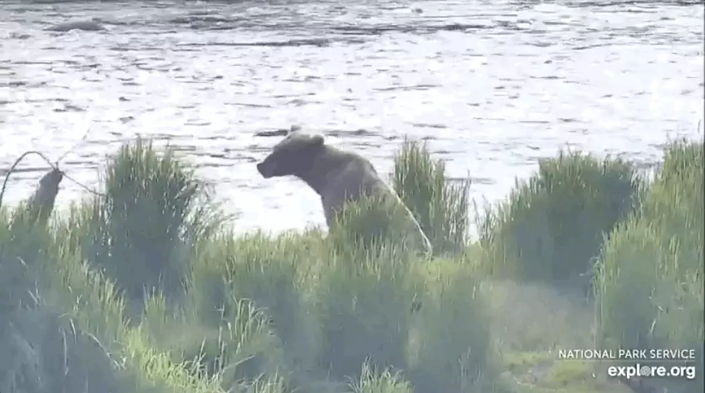 Die Welt ist immer noch scheiße, aber zumindest ist Bear Cam zurück