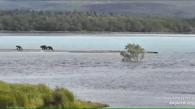 Tan-awa kanang gamay nga lalaki nga nagdagan ubay sa Lower Brooks River. (Gif: Explore.org)