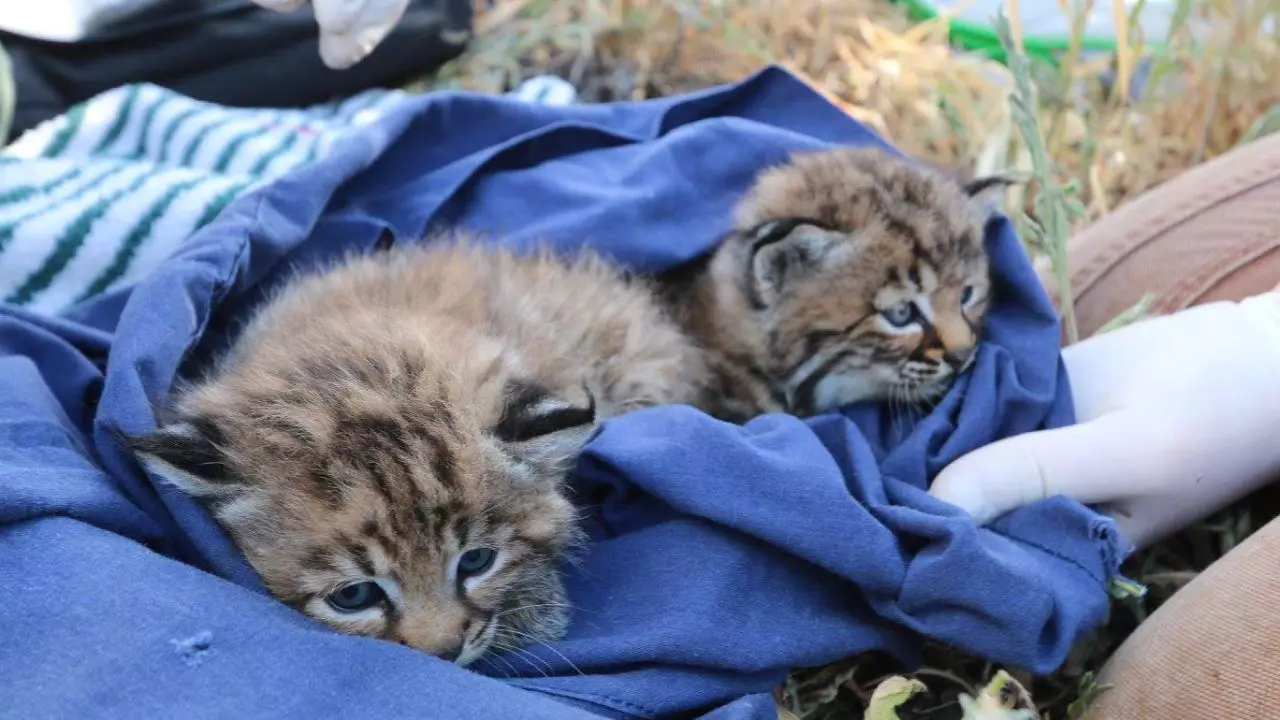 كيف تتحقق من Bobkitten من الهرة العادية