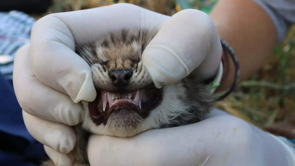 Com distingir un gatet d'un gatet normal