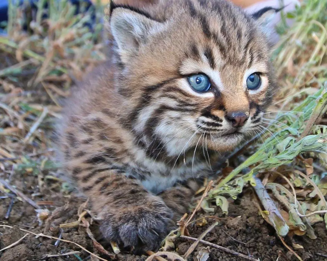 Matauriro Ekutaura A Bobkitten Kubva Kuregular Kitten