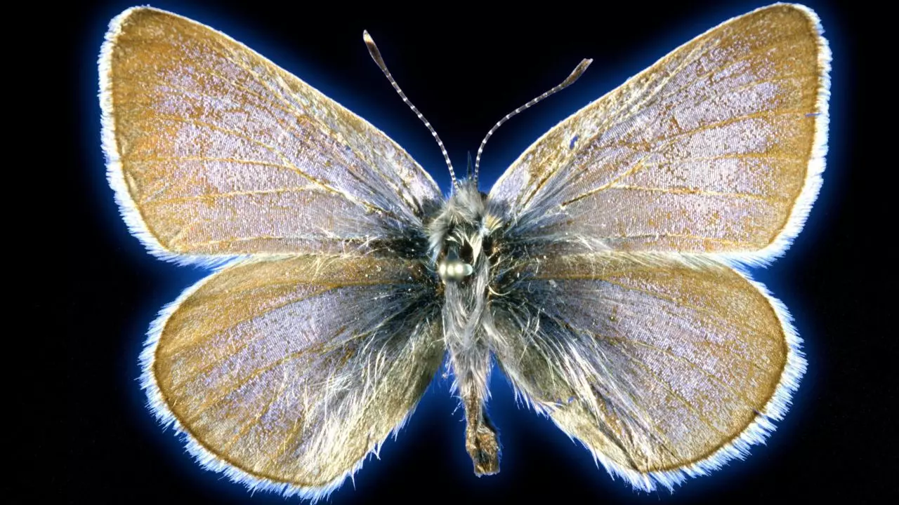 Tento motýl mohl být prvním vyhynulým hmyzem v důsledku urbanizace USA