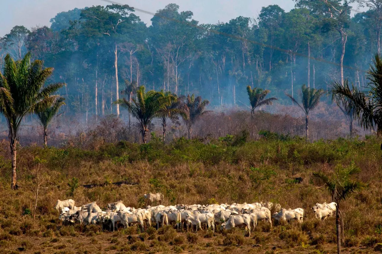 Deforestation thiab hluav taws kub hauv Amazon yog ib qho kev hem thawj loj rau cov tsiaj hauv zos.