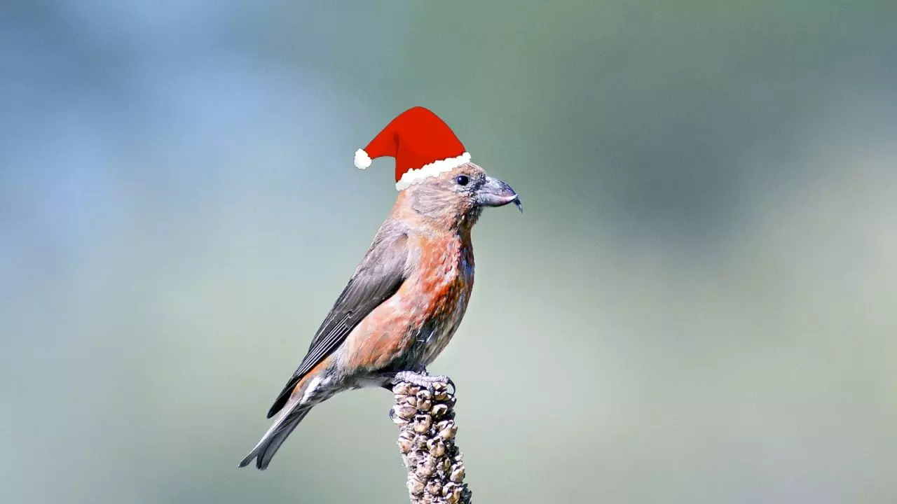 Precisamos de um novo pássaro de Natal