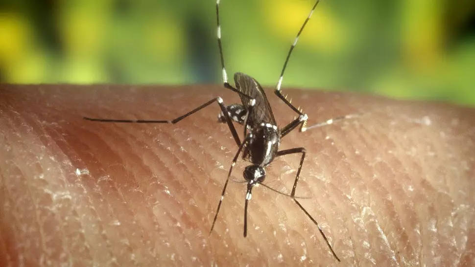 Mir hunn déi iwwerzeegend Beweiser awer fonnt déi Zika mat Gebuertsdefekte verbënnt