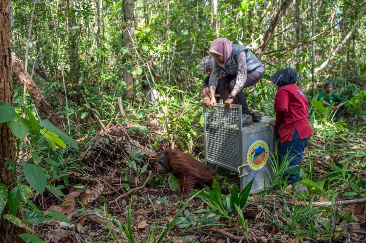 Indoneziýanyň howp astyna düşýän orangutanlaryny halas etmäge synanyşýan alymlar bilen duşuşyň