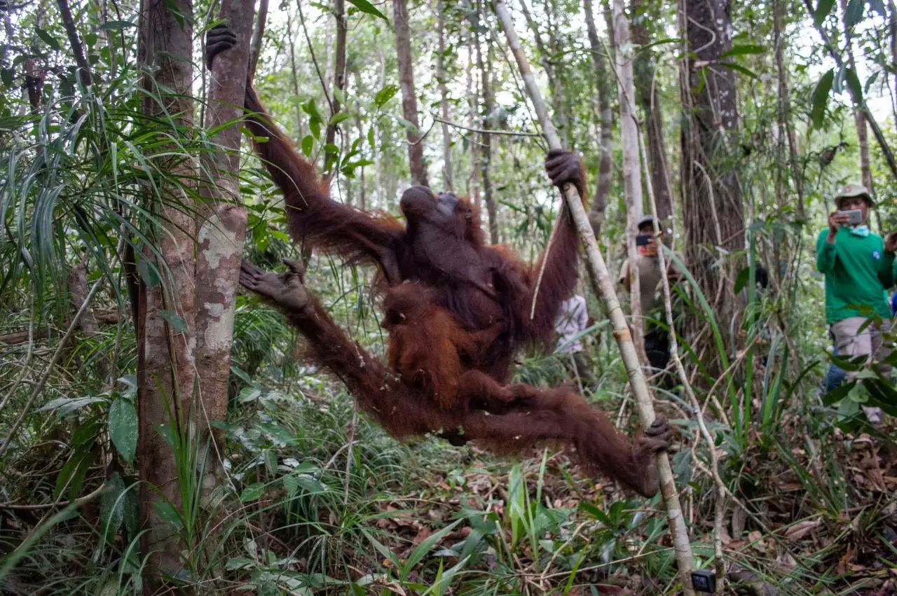 Indoneziýanyň howp astyna düşýän orangutanlaryny halas etmäge synanyşýan alymlar bilen duşuşyň