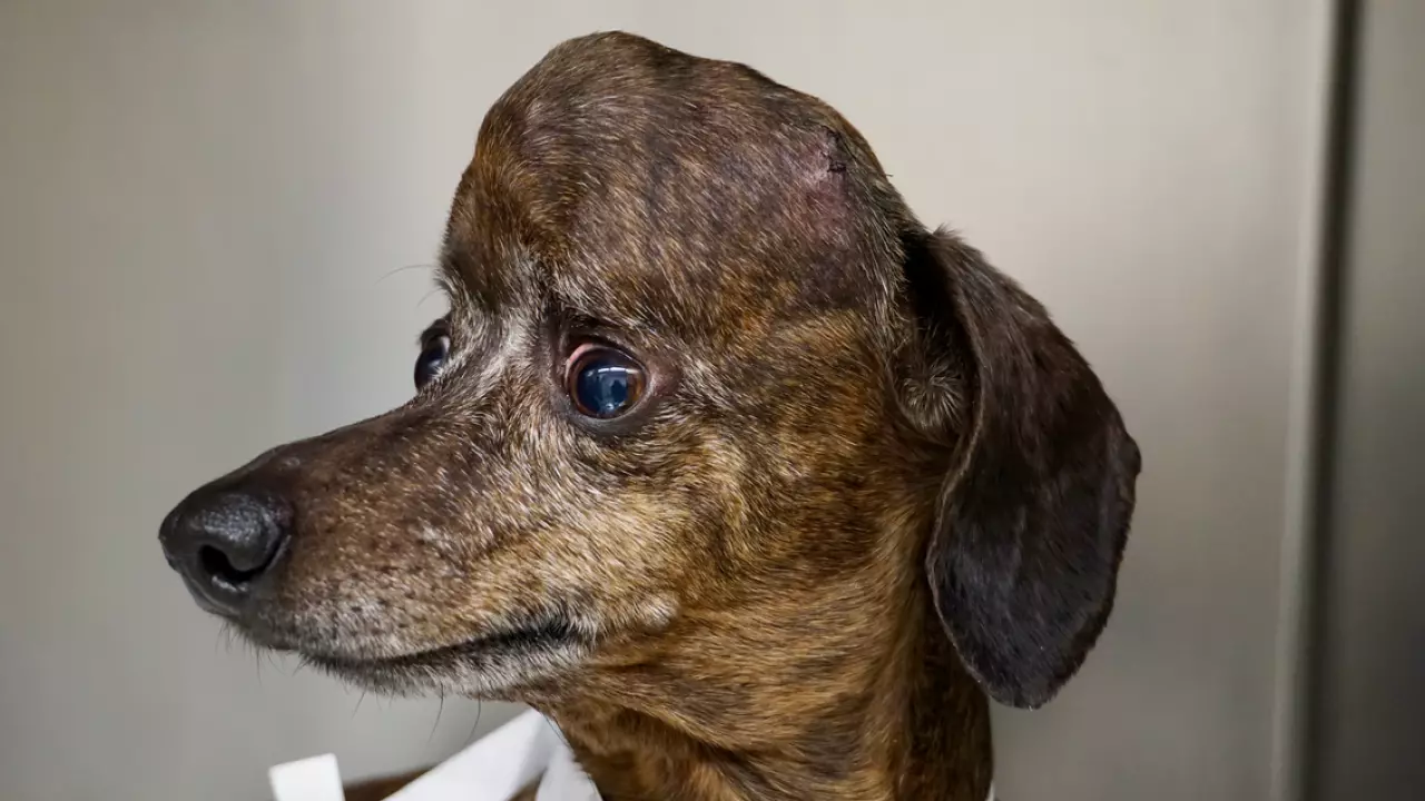 Vėžiu sergantis šuo gavo naują 3D atspausdintą titano kaukolę