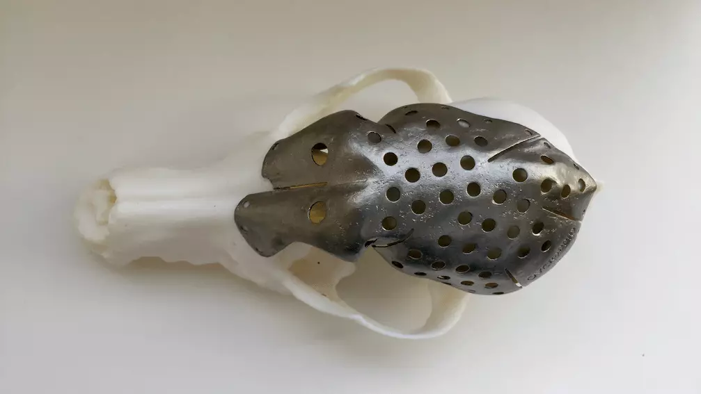 Рак оорусуна чалдыккан иттин жаңы, 3D басып чыгарган титан баш сөөгү бар