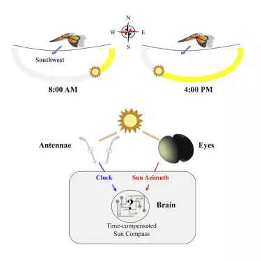 Abbiamo finalmente risolto il mistero di come le farfalle monarca percorrono migliaia di chilometri