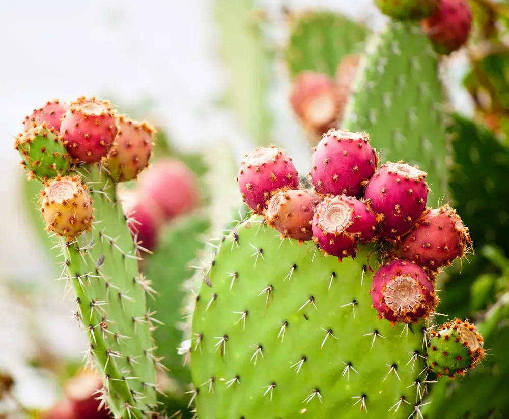 Tämä vaatimaton kaktus voi auttaa polttoainetta kuivuudesta kärsimään maailmaamme