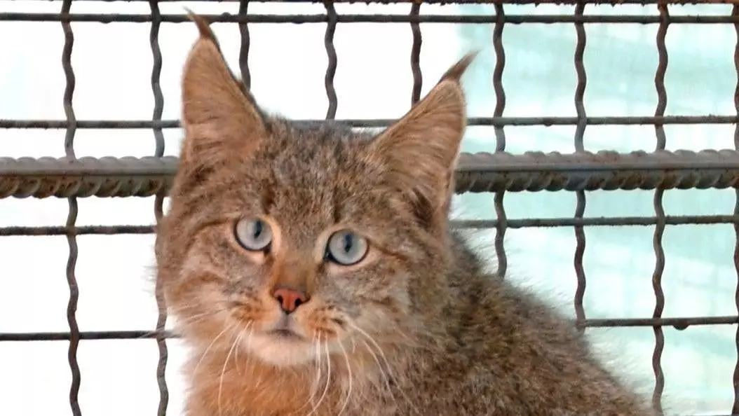 8 Spesies sing Didorong Menuju Kepunahan dening Kucing