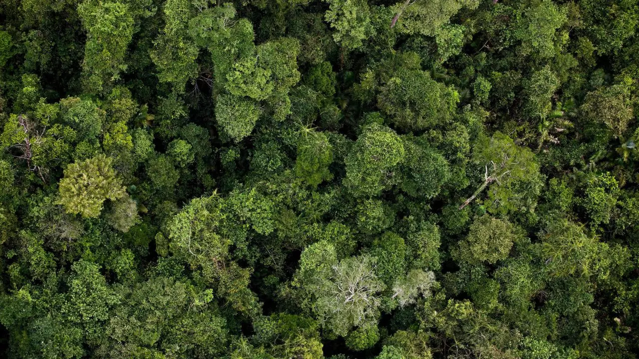 Výpočet ukazuje, že bychom mohli k planetě přidat les o velikosti USA, abychom bojovali proti změně klimatu