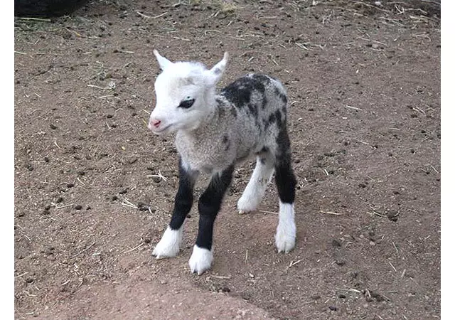 Gusto nga Magpabiling Himsog? Kinahanglan Nimong Mahimong Usa ka Human-Animal Hybrid