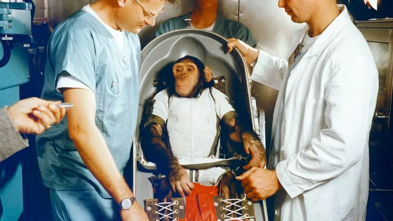 Het leven en de dood van de eerste ruimtechimpansee