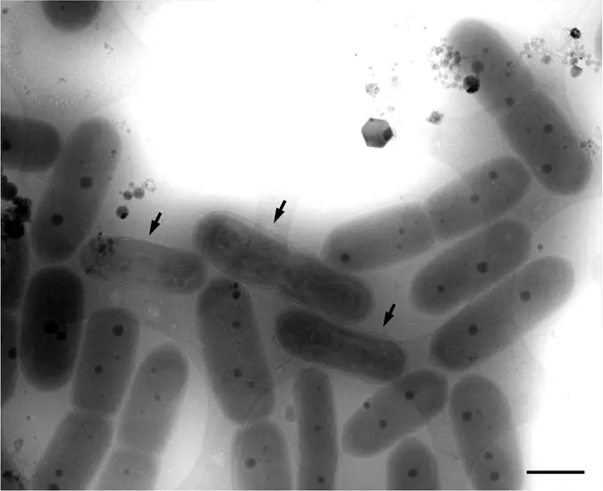 Oto kilka niesamowitych obrazów, które stały się możliwe dzięki tegorocznej nagrodzie Nobla z chemii