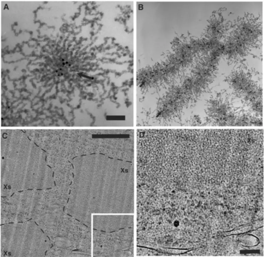 Aquí tes algunhas imaxes incribles feitas posibles polo Premio Nobel de Química deste ano