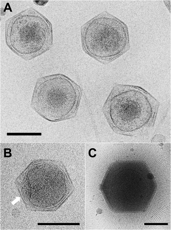 Dưới đây là một số hình ảnh đáng kinh ngạc được tạo ra bởi giải Nobel Hóa học năm nay