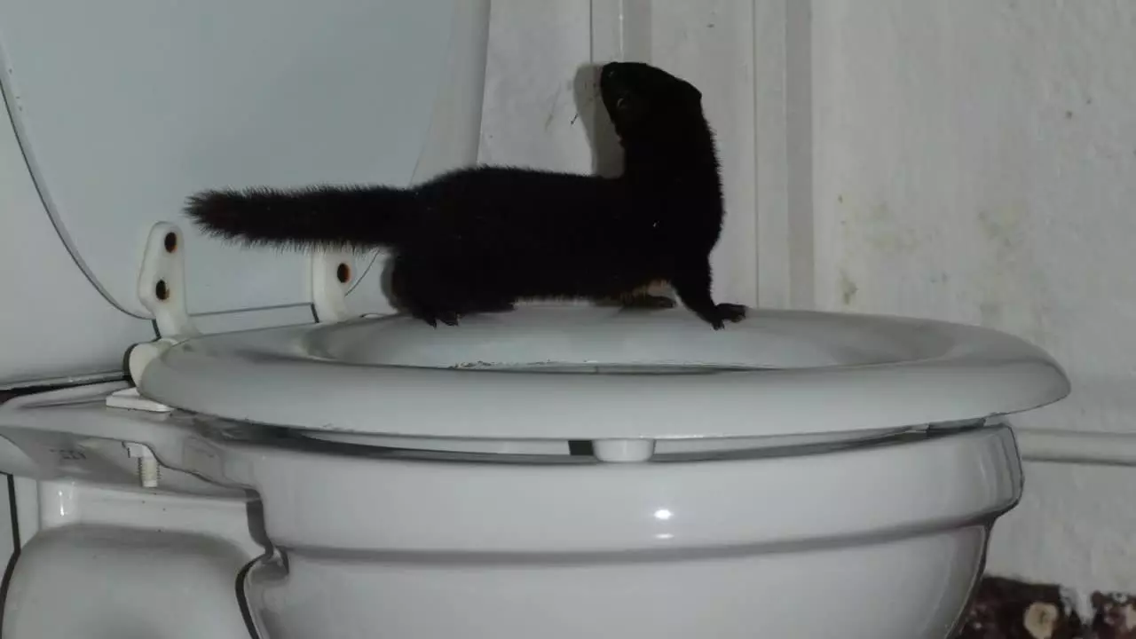 Man tar den första bilden någonsin av en levande colombiansk vessla efter att ha hittat den stående på sin toalett