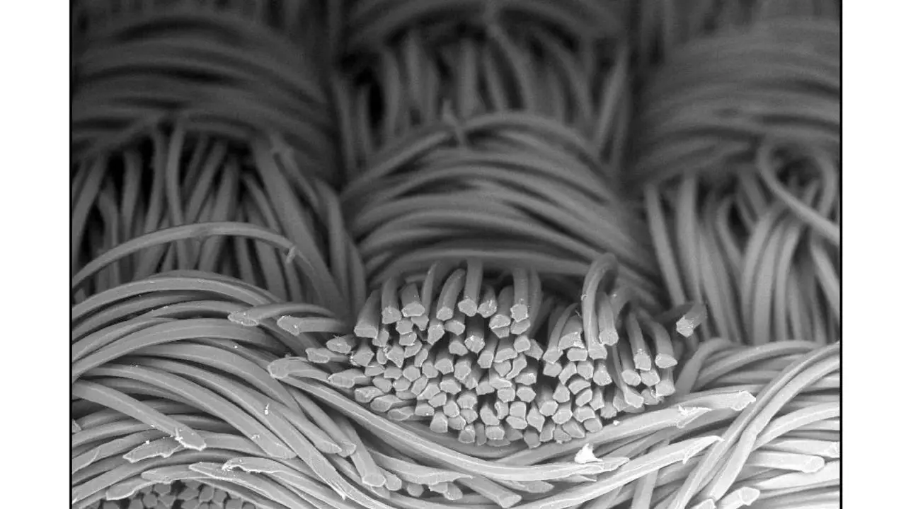 Зерттеушілер микроскоптың астына матадан жасалған бет маскаларын қойды. Суреттер бұл дүниеден тыс