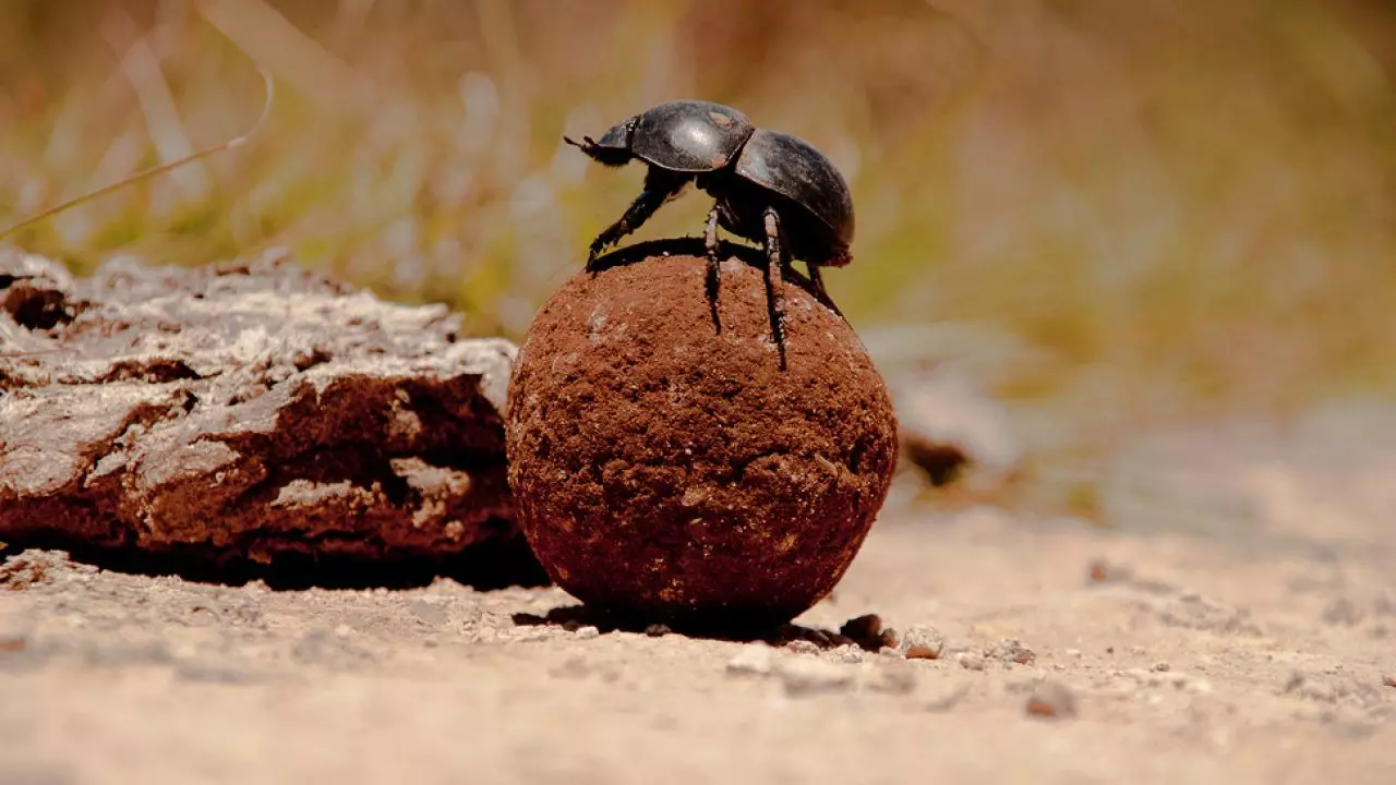 Gli scarabei stercorari navigano memorizzando le mappe stellari nei loro minuscoli cervelli