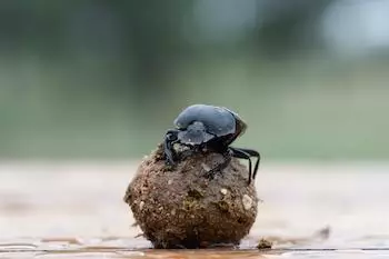 Ìtàn Beetles Lilọ kiri Nipa Titọju Awọn maapu Irawọ Ni Awọn opolo Tinrin Wọn