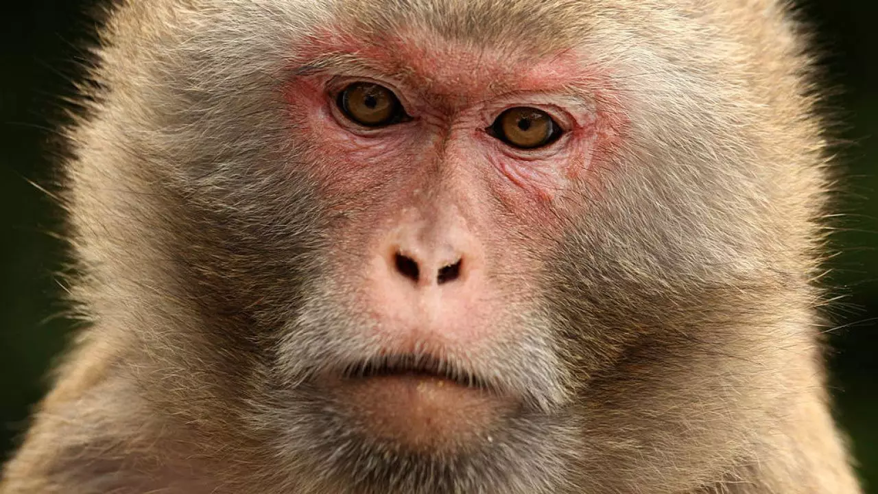 研究人员用超声波爆发控制猴子的决定