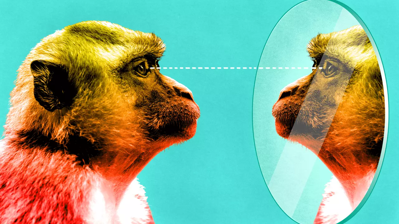 Monyet Belajar Lulus Ujian Klasik Untuk Kesedaran Diri