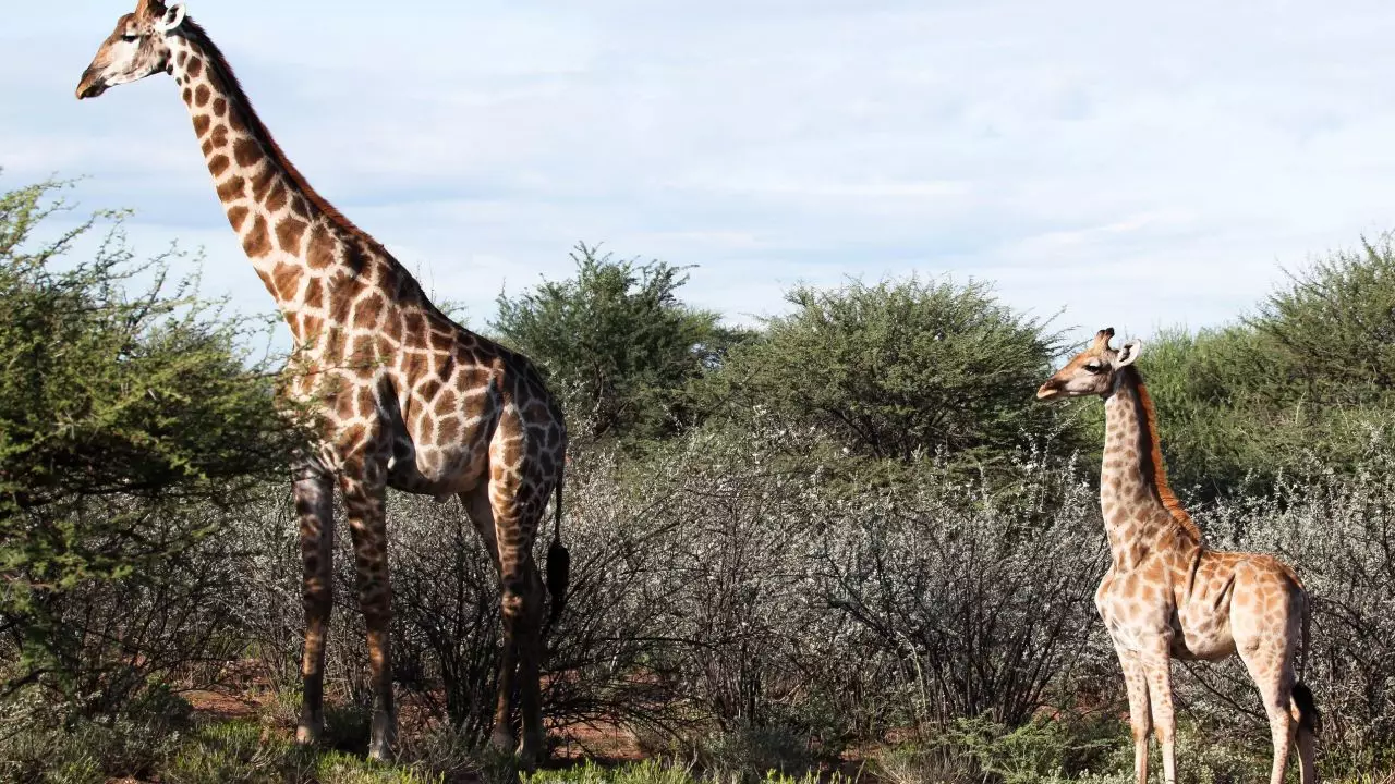 A tudósok felfedezték a rövid lábú corgi zsiráfokat