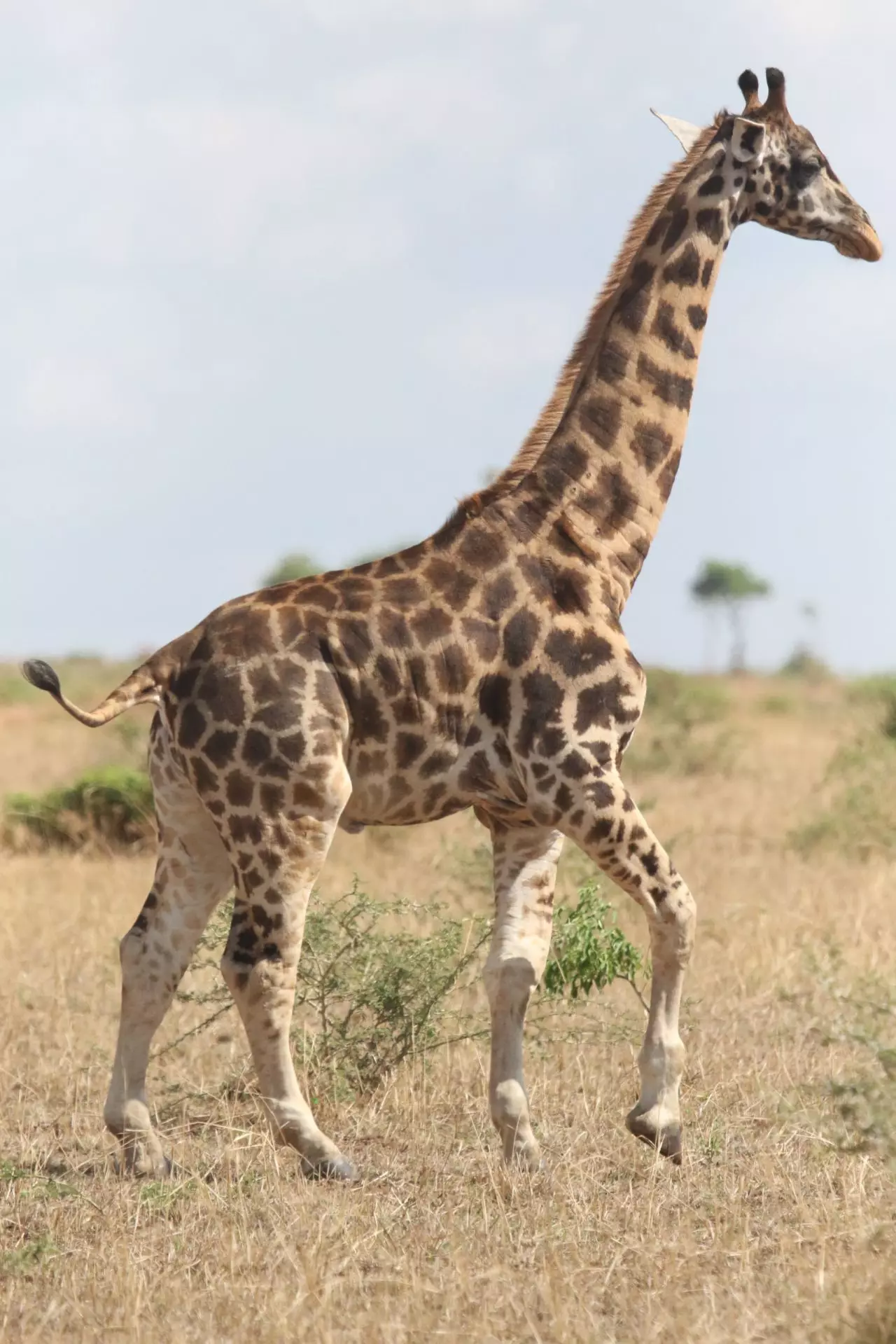 Si Gimli, usa ka Ugandan nga giraffe nga lagmit adunay skeletal dysplasia, naglakawlakaw.