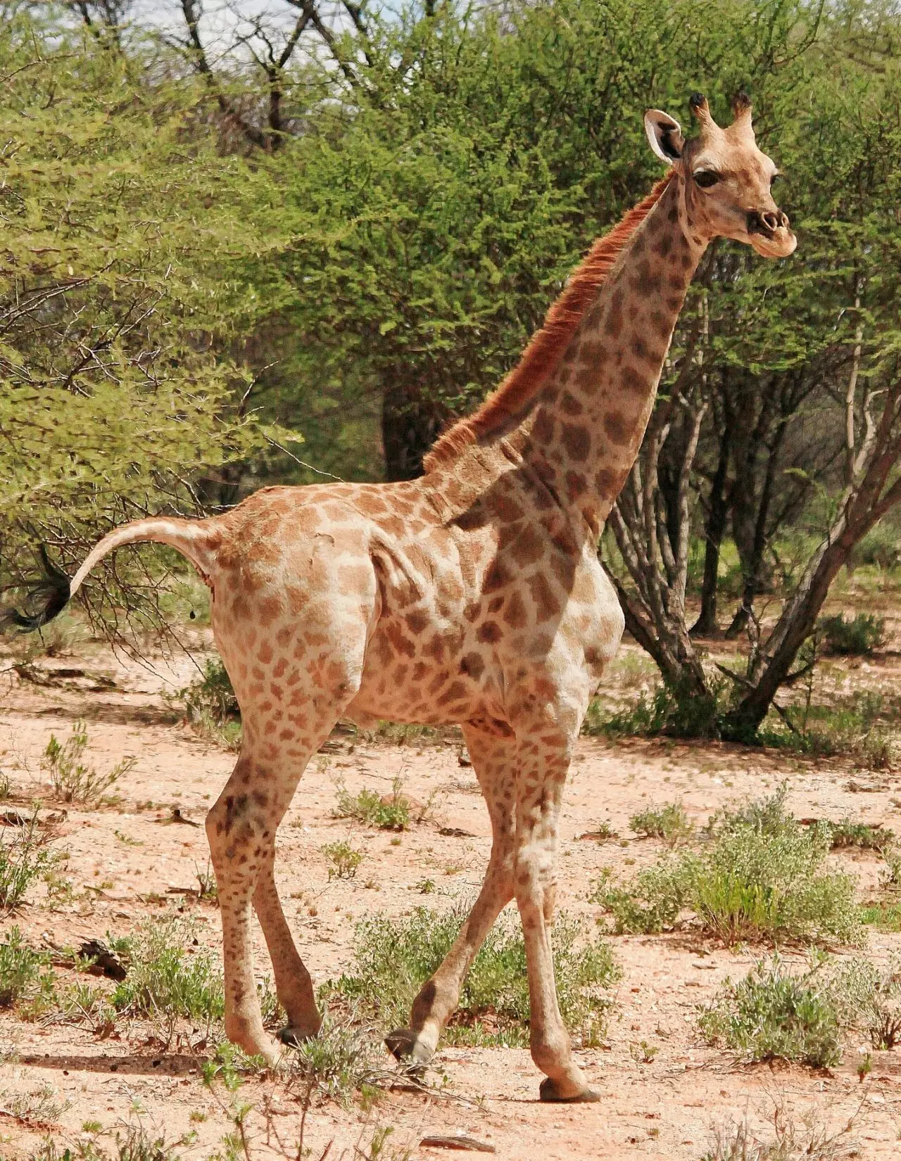 Nigelas, nykštukinė žirafa Namibijoje, 2018 m. kovo mėn.