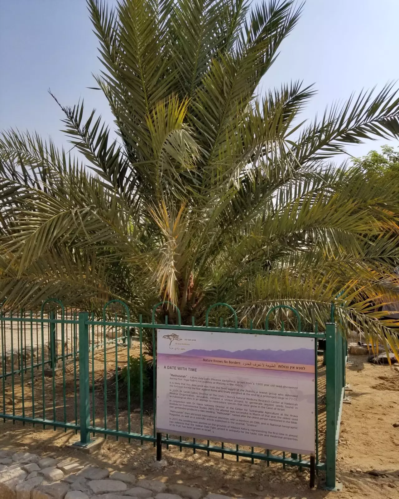 Мафусаил, финиковая пальма, воскресшая из семени возрастом 1900 лет. (Изображение: Wikimedia Commons, добросовестное использование)