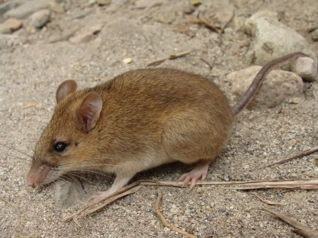 Островная мышь горы Пинатубо, которая когда-то считалась вымершей, но недавно обнаружила, что она процветает.