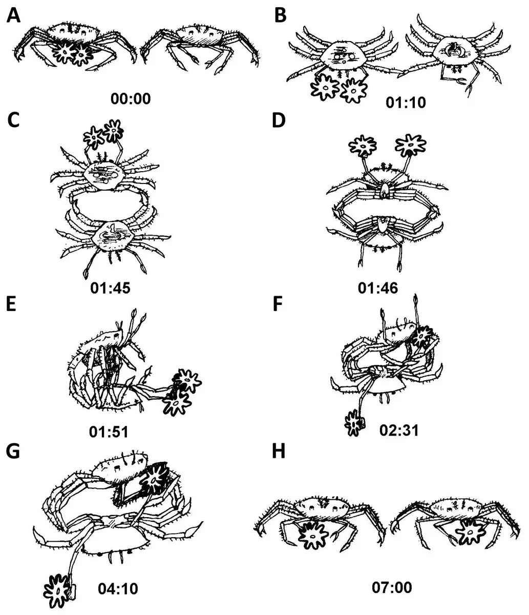 Kuwan Pom-Pom Crabs waa qof walba ee Super Bowl Mascot