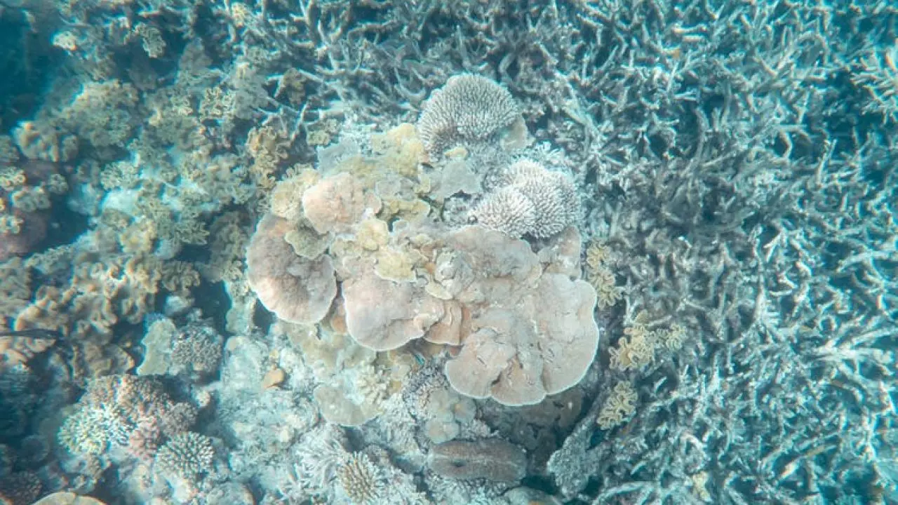Otoritas Global dina Alam Daptar Great Barrier Reef salaku Kritis