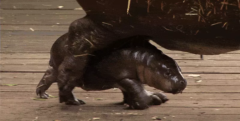 Bayi Pygmy Hippo Iki minangka Bab sing Paling Apik ing Planet Bumi (Ora Ana Bantahan)
