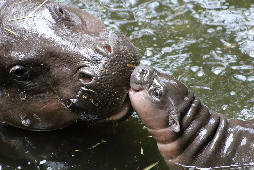 Ity Baby Pygmy Hippo ity no zavatra mahafatifaty indrindra eto an-tany (Aza miady hevitra azafady)
