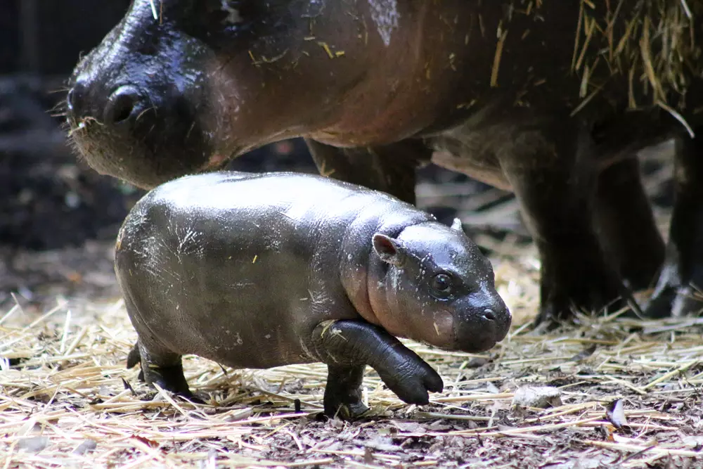 Acest pui de hipopotam pigmeu este cel mai drăguț lucru de pe planeta Pământ (fără ceartă, vă rog)