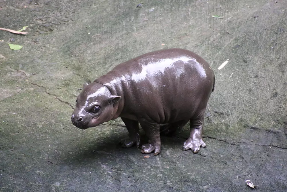 Dit pygmee-nijlpaardbaby is het schattigste ding op aarde (geen ruzie aub)