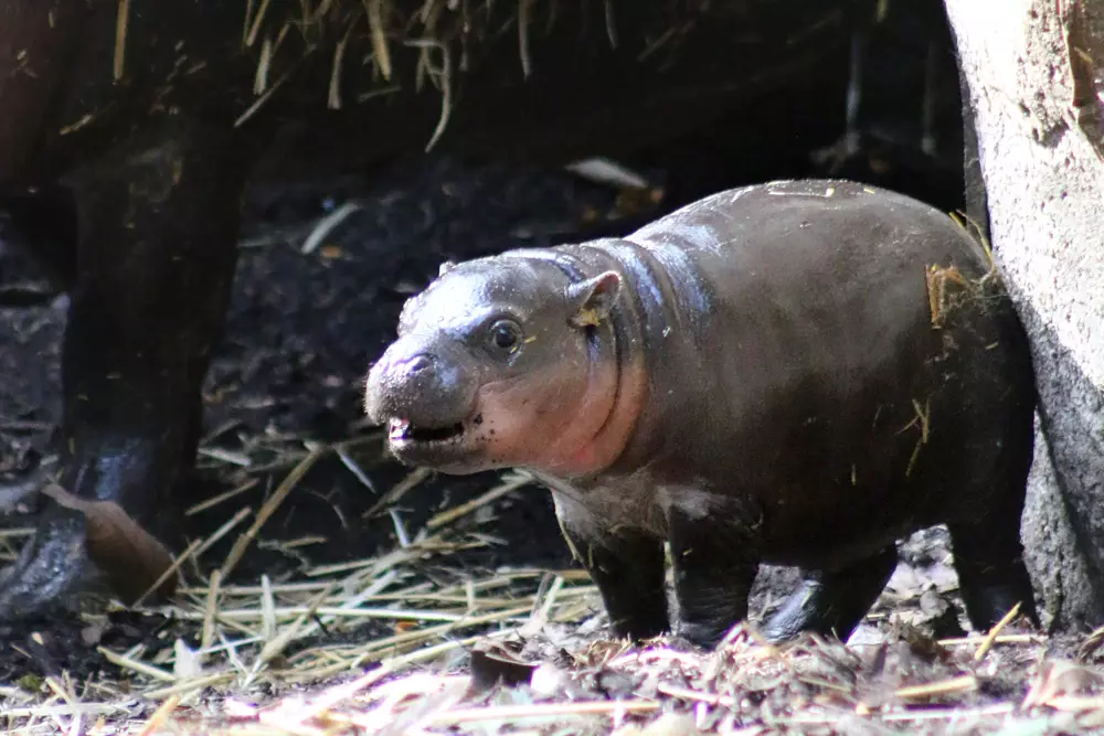 Este bebé hipopótamo pigmeo es la cosa más linda del planeta Tierra (sin discutir, por favor)